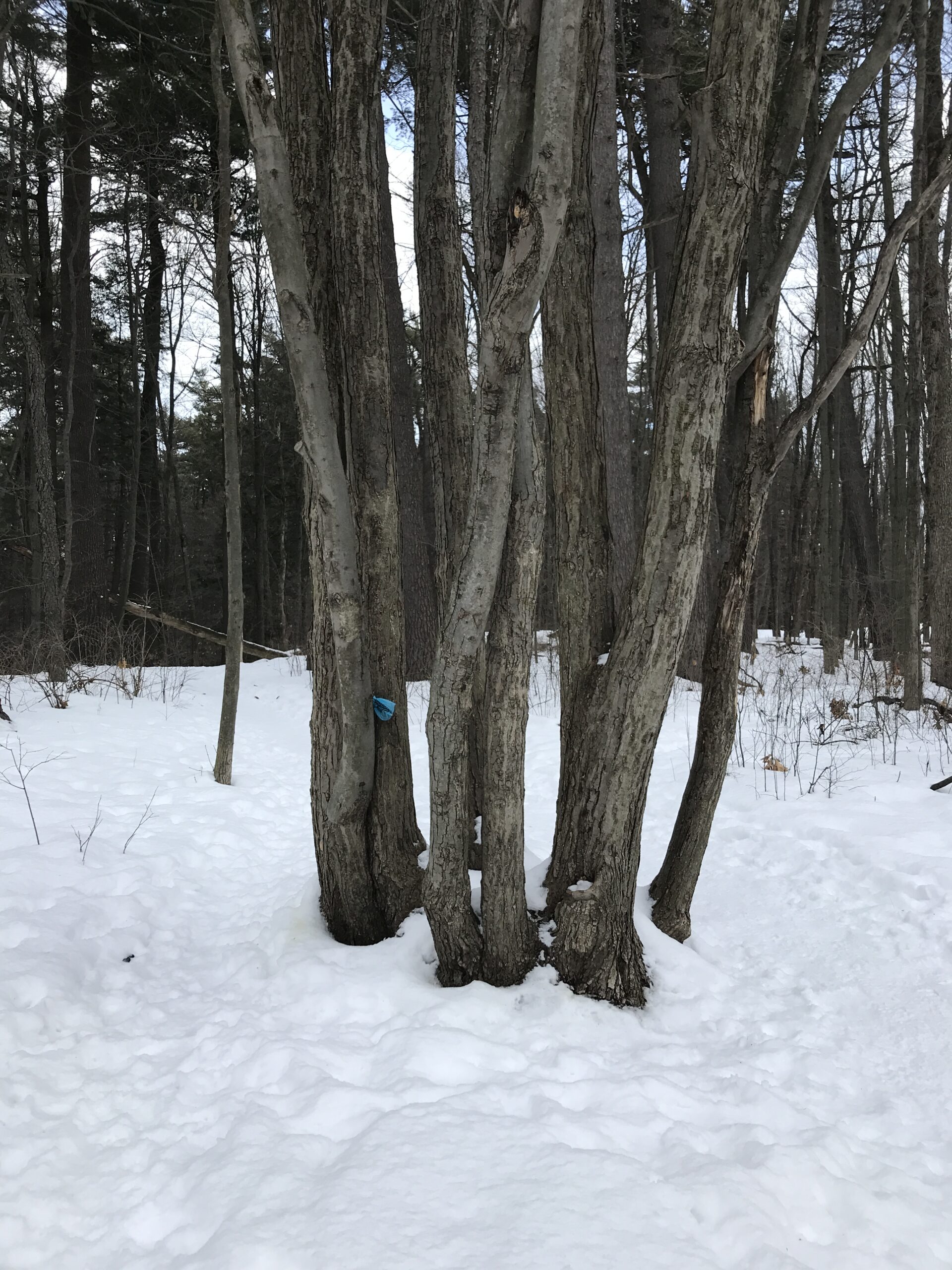 Winter Tracking – Phenology Spot
