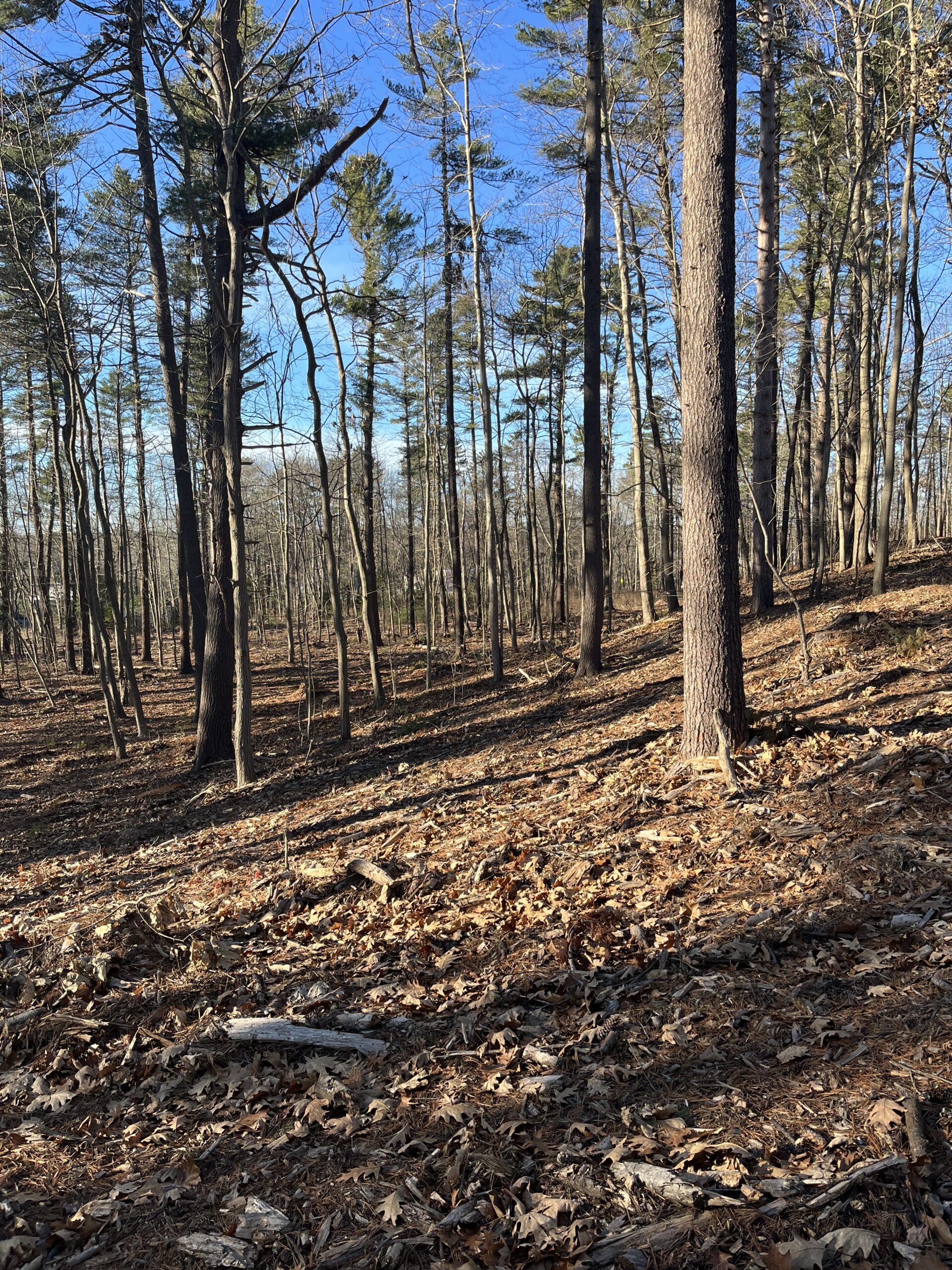 Dominic Tracy NR 1&2 Phenology blog – A UVM blog