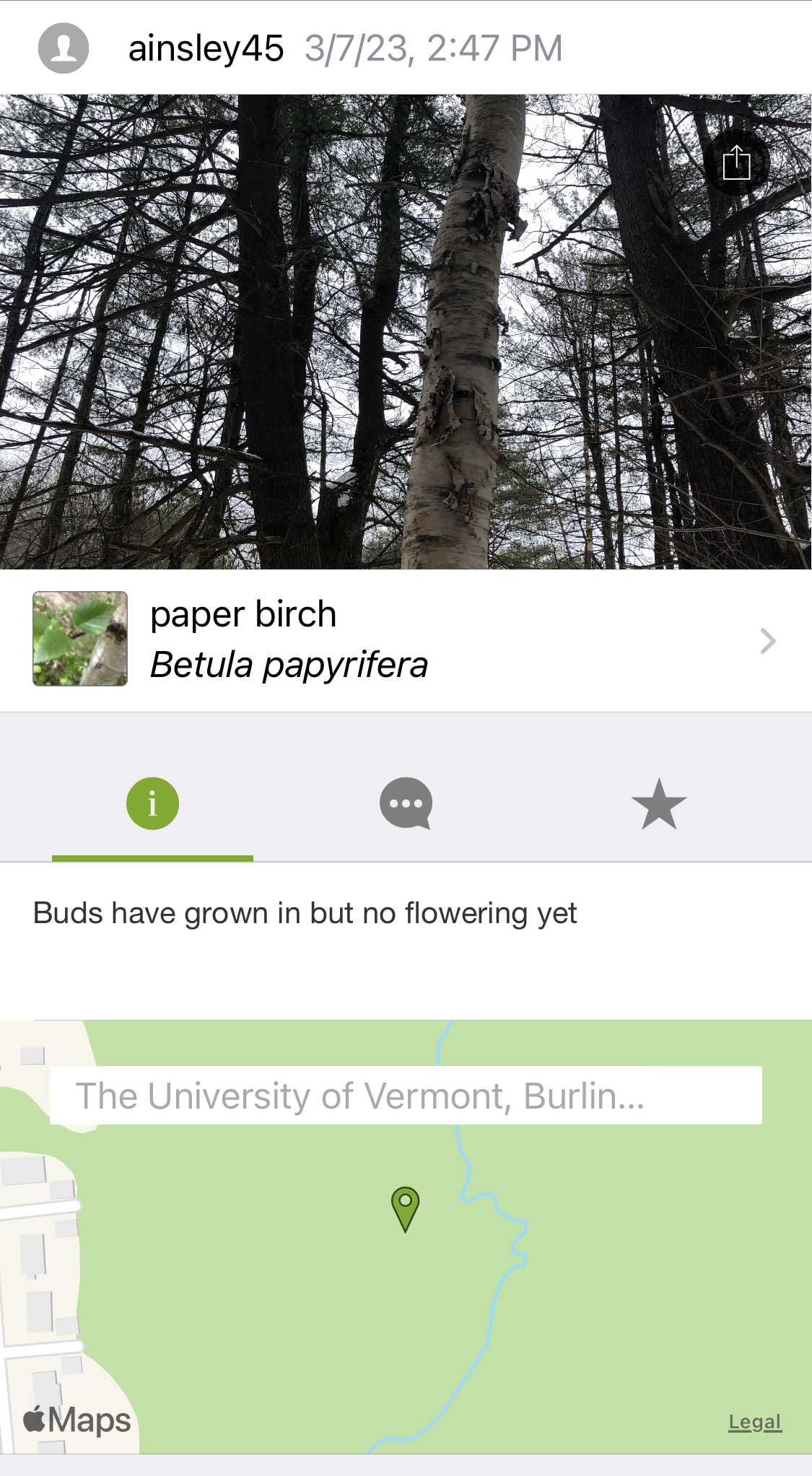 Paper Birch in Centennial Woods 3/7/23 « Centennial Woods Phenology Blog