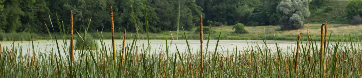 Stick Season is Here – Phenology Blog: Arthur Park