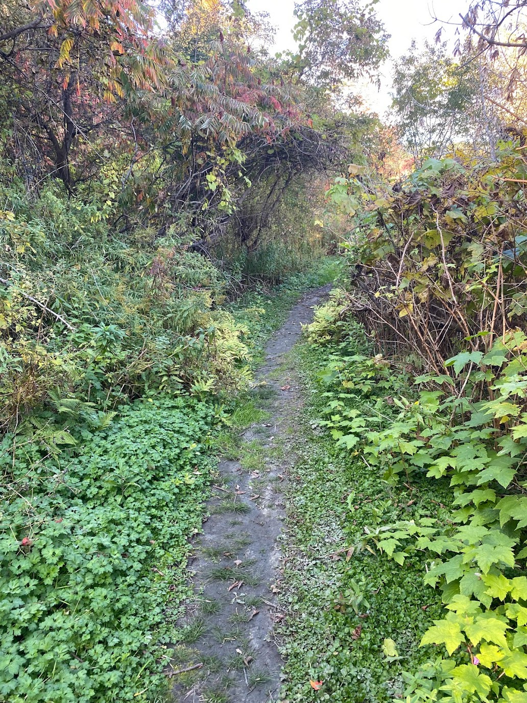 Ann's Phenology Blog – Journey with me through the seasons in Arthur Park