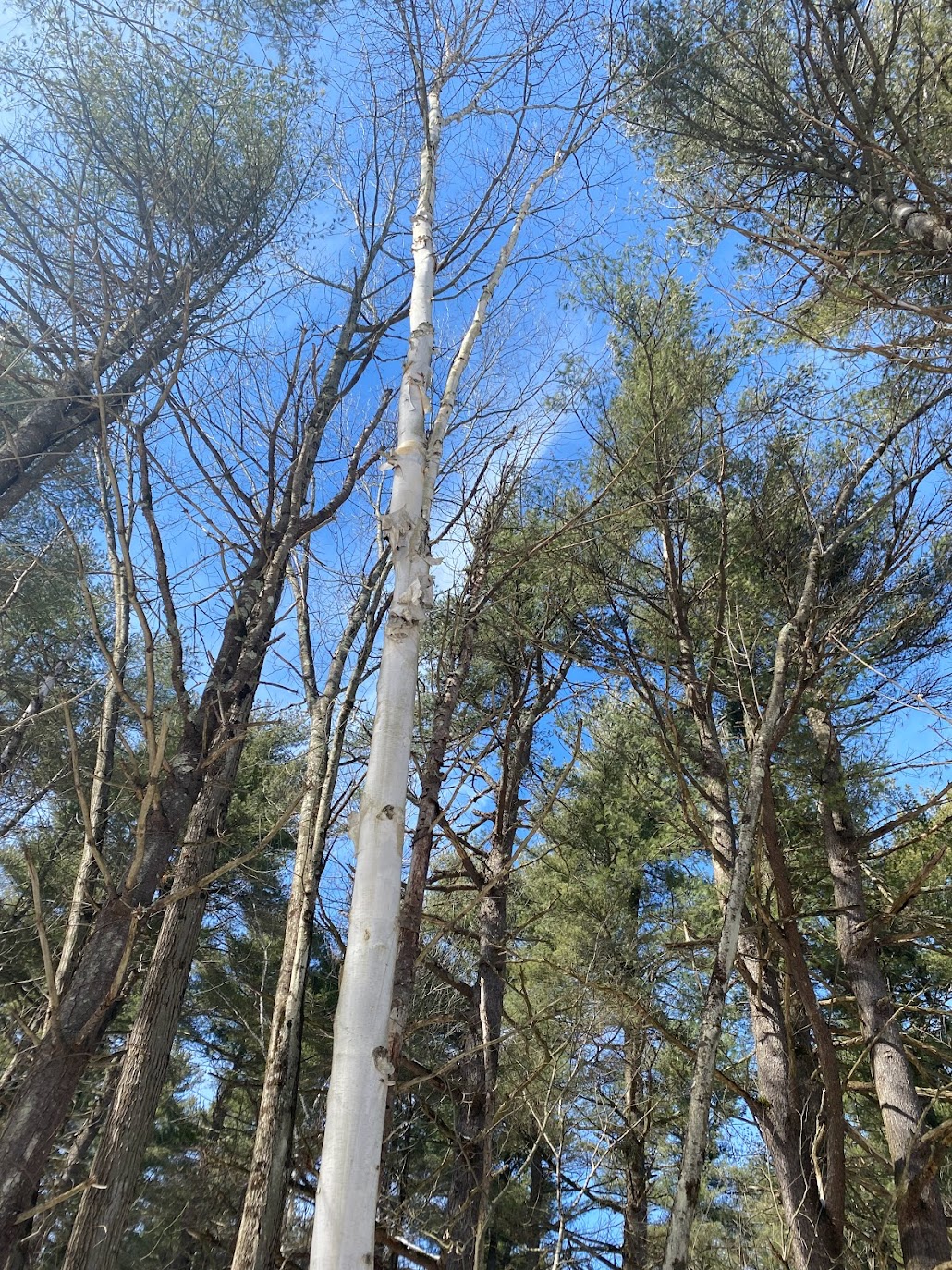 March is here, but Spring isn’t – Ann's Phenology Blog