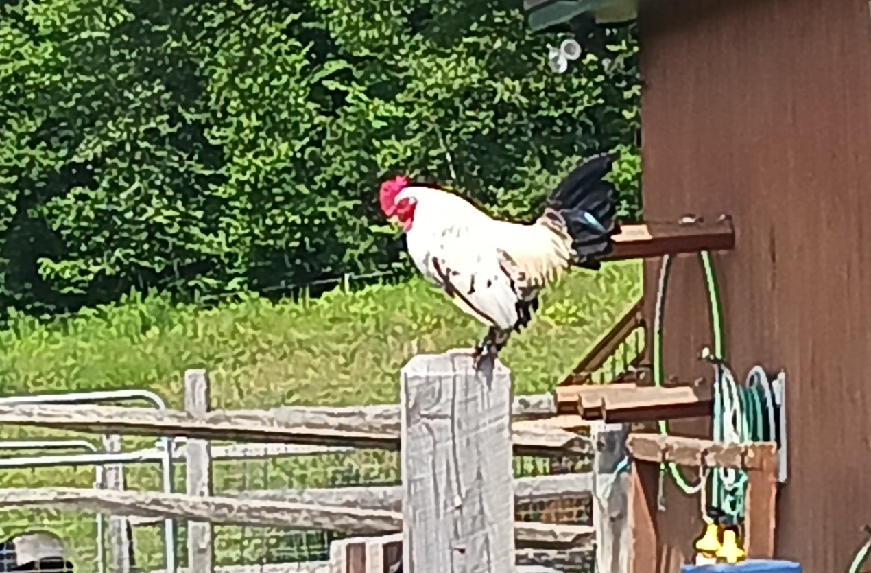 We’re still doing research! – Biosecurity and Backyard Chickens