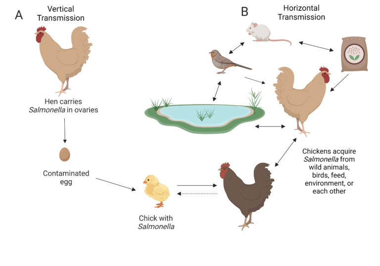 How do chickens get Salmonella, anyway? – Biosecurity and Backyard Chickens
