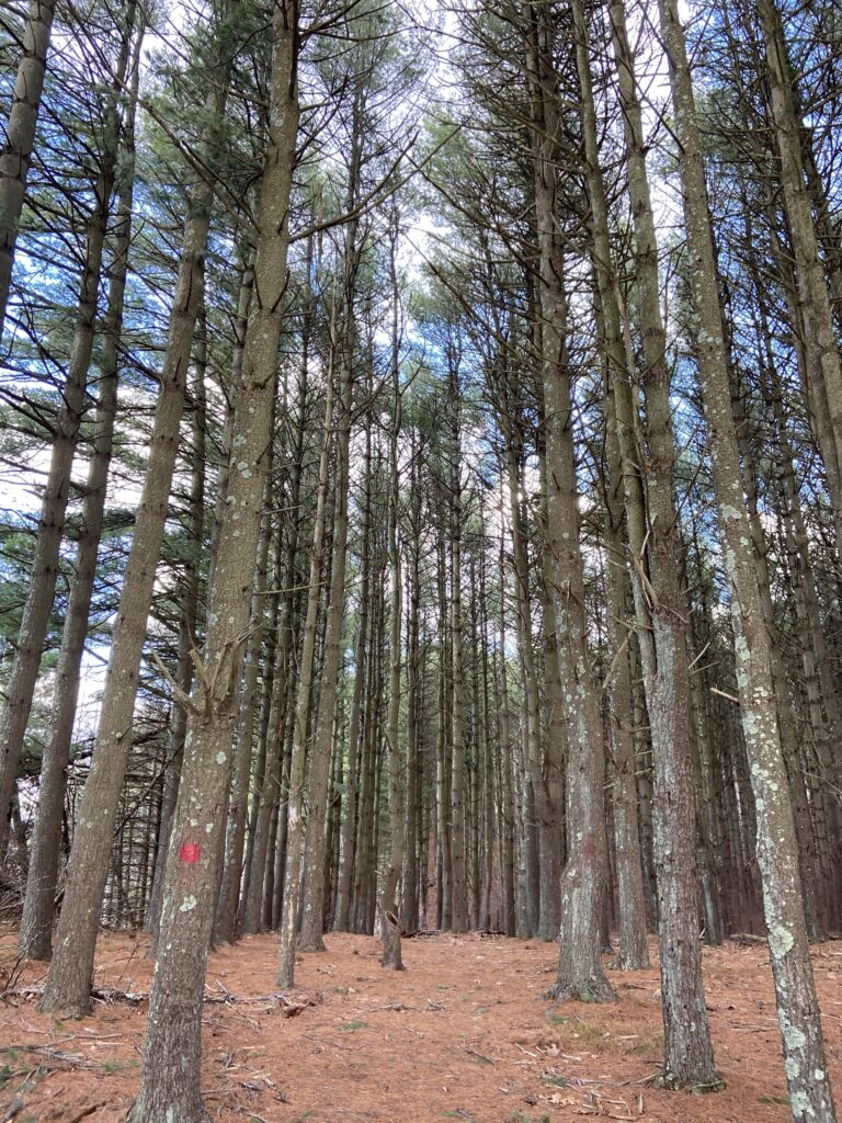 Phenology of Lake Chamberlain – Rock Point across the seasons