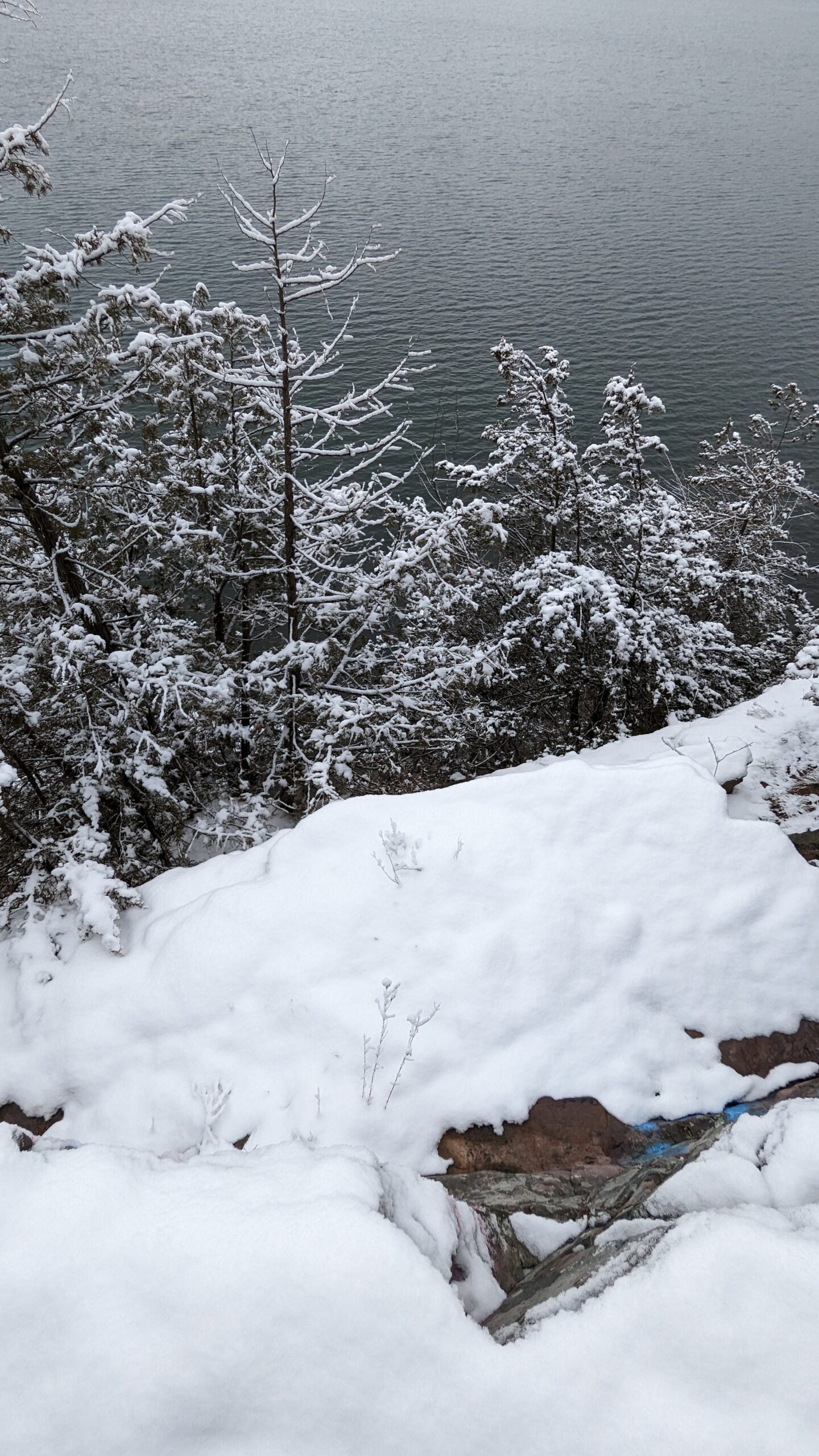 Red Rocks Phenology-Harrop – A UVM blog