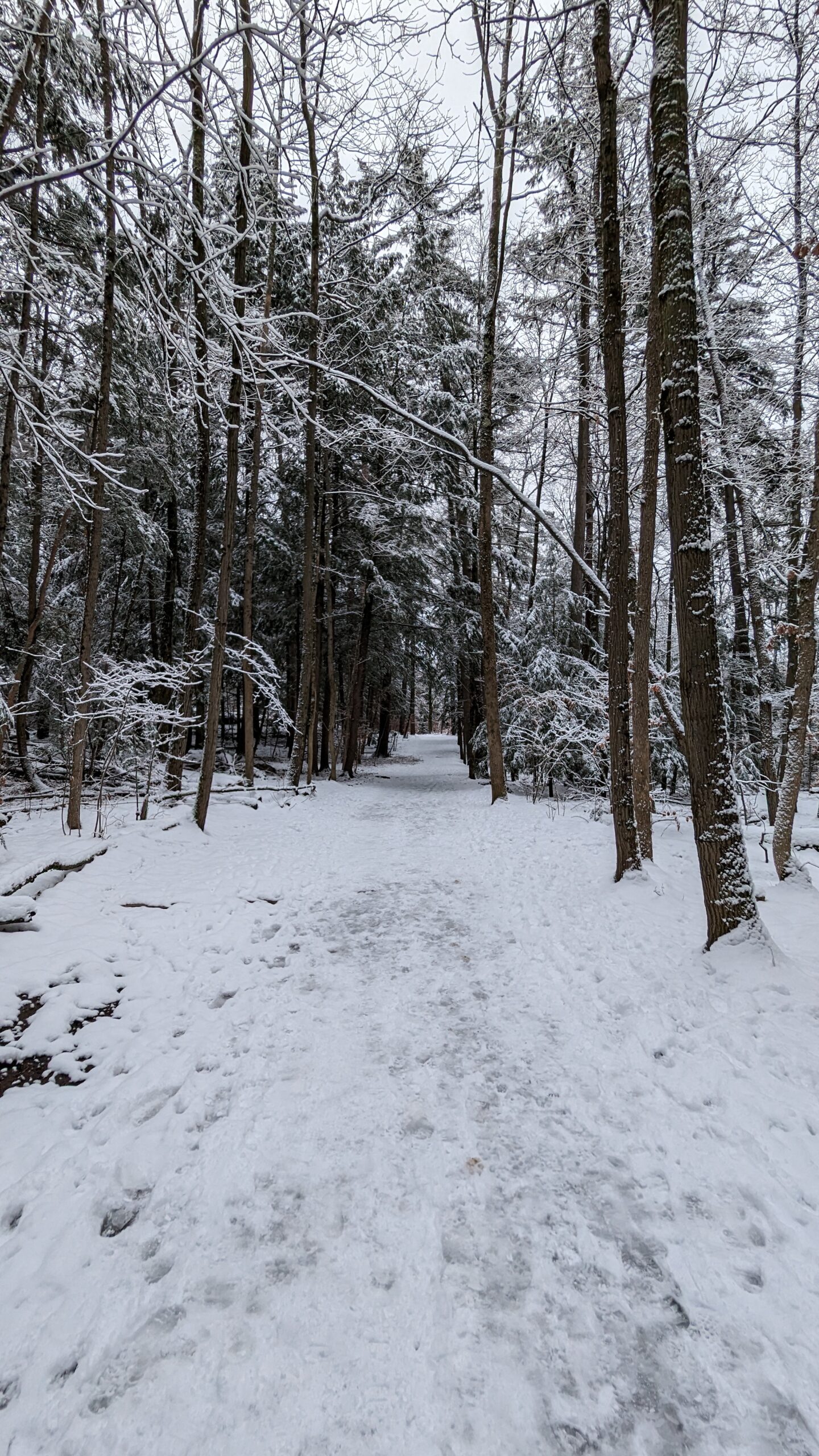 Red Rocks Phenology-Harrop – A UVM blog