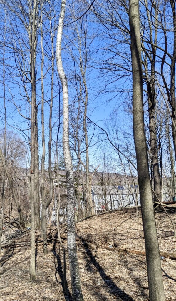 Changing seasons – Phenology Blog 2023