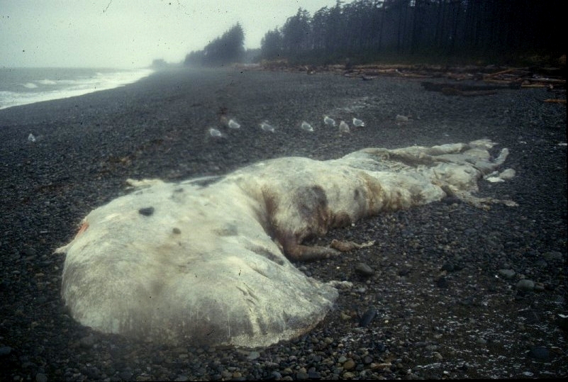 Nagarjuna & ecophilosophy, pt. 2 « immanence