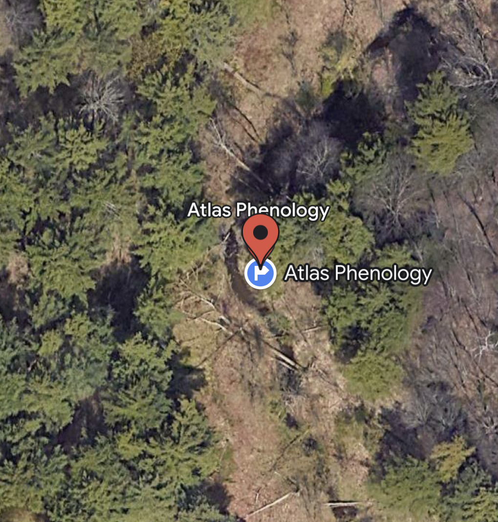 An Introduction to the field of ferns nestled by a brook within ...