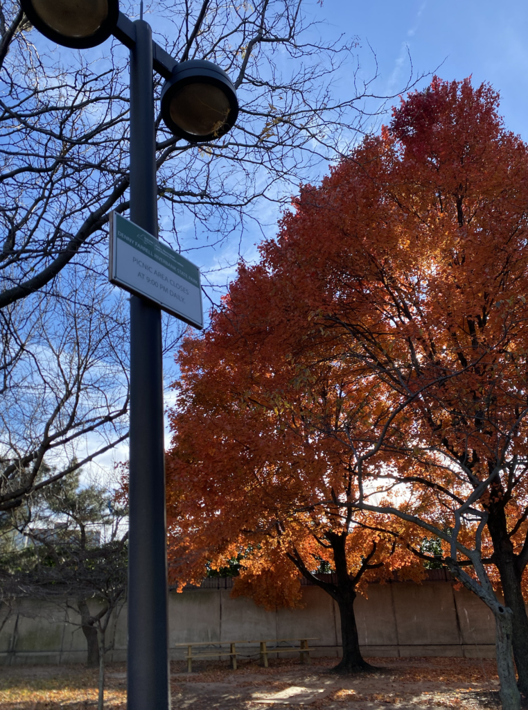 11/24 break phenology photos | Atlas Morgan's Phenology Project