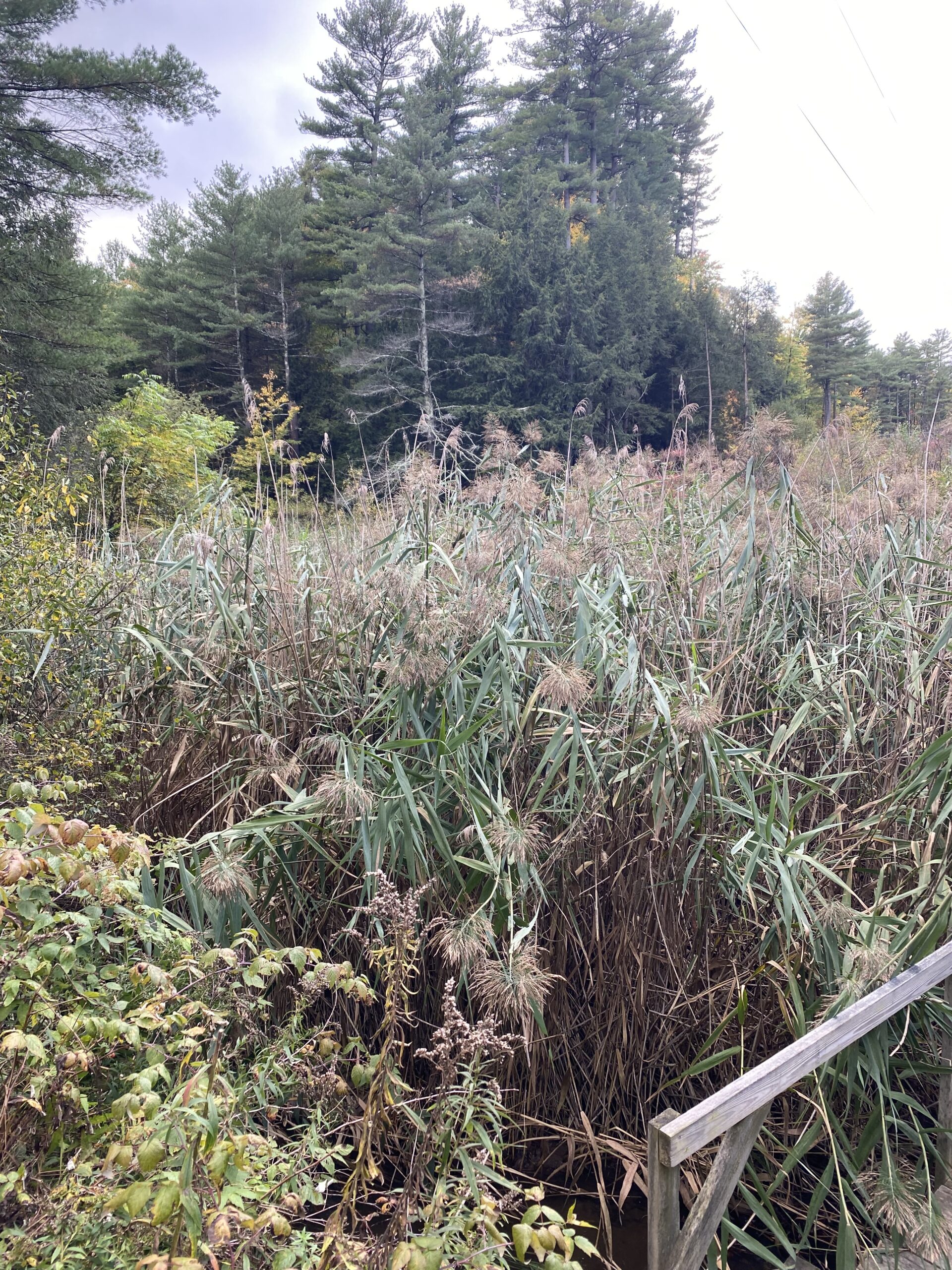 Site Photos – Phenology Site-Adam Ruff