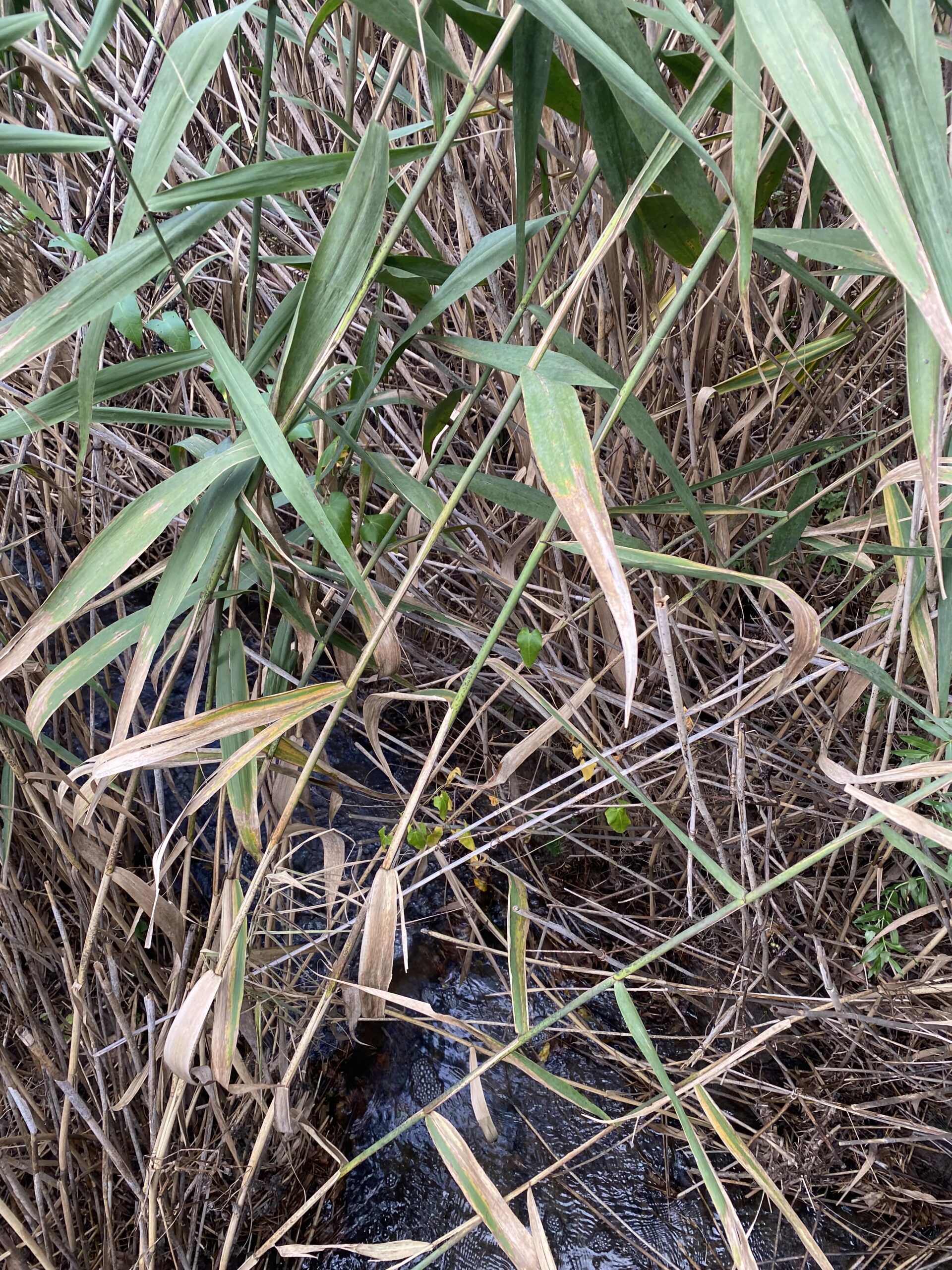 Site Photos – Phenology Site-Adam Ruff