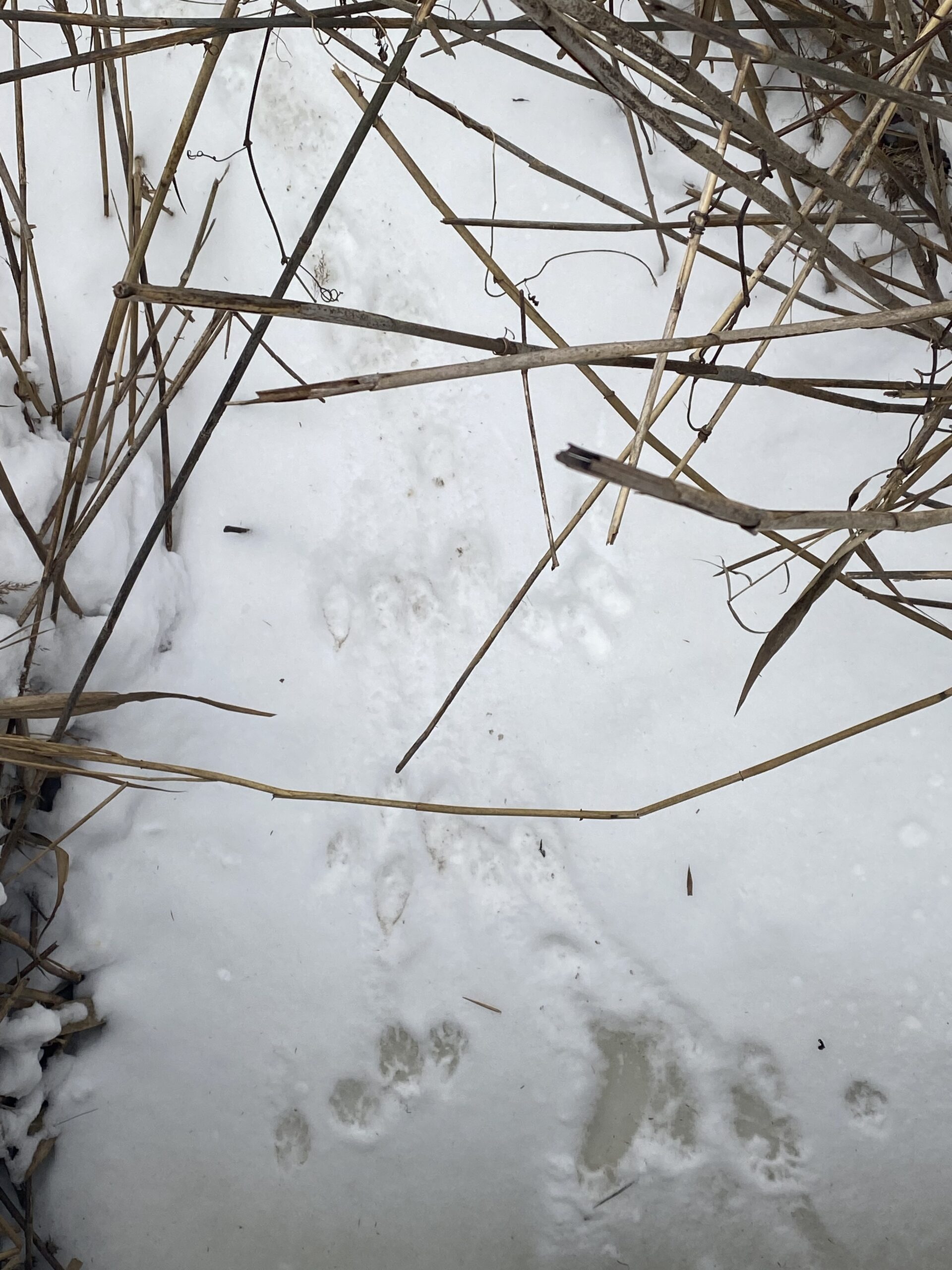 Phenology Site-Adam Ruff – A UVM blog