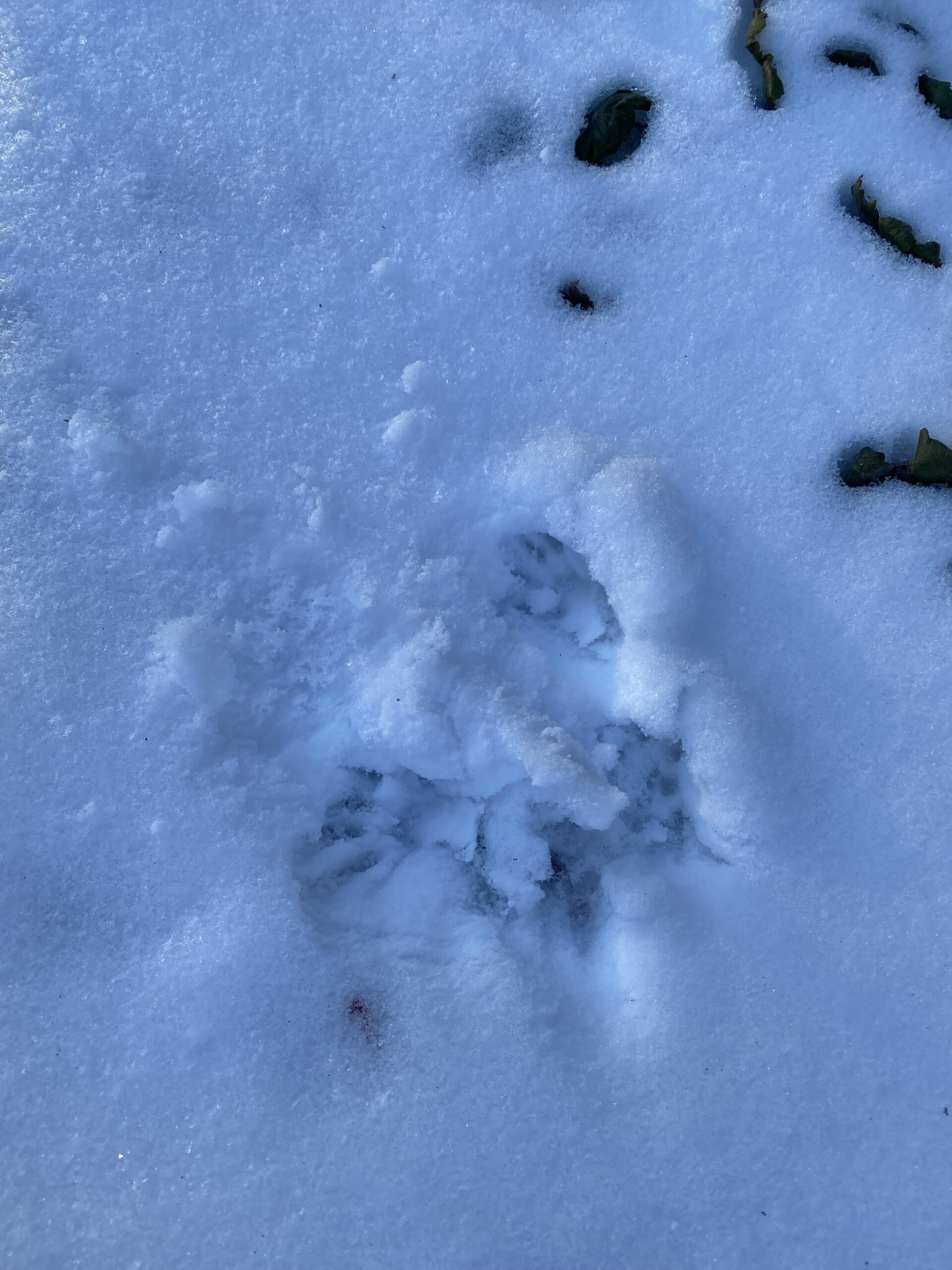 Phenology Site-Adam Ruff – A UVM blog