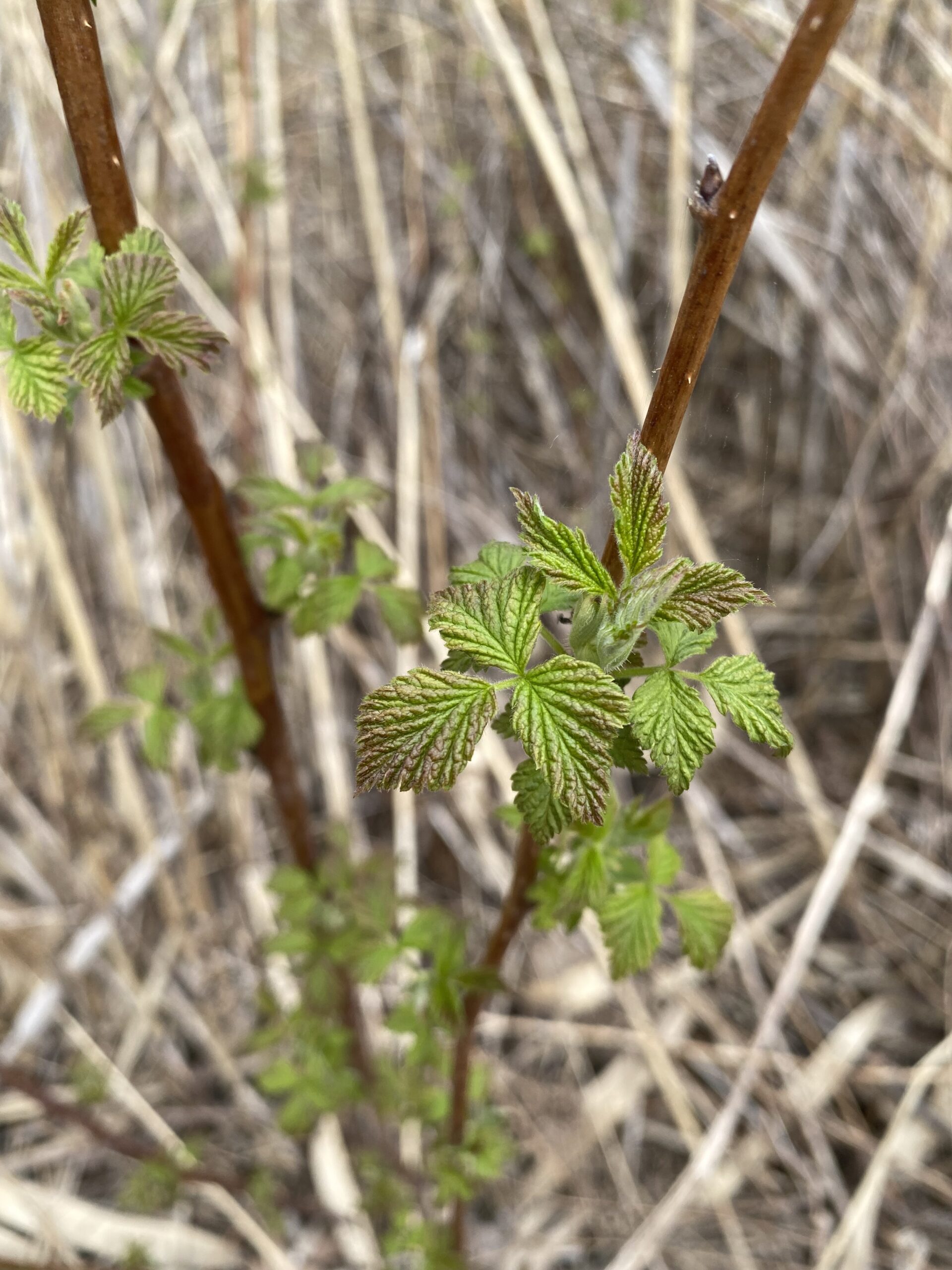 Phenology Site-Adam Ruff – A UVM blog
