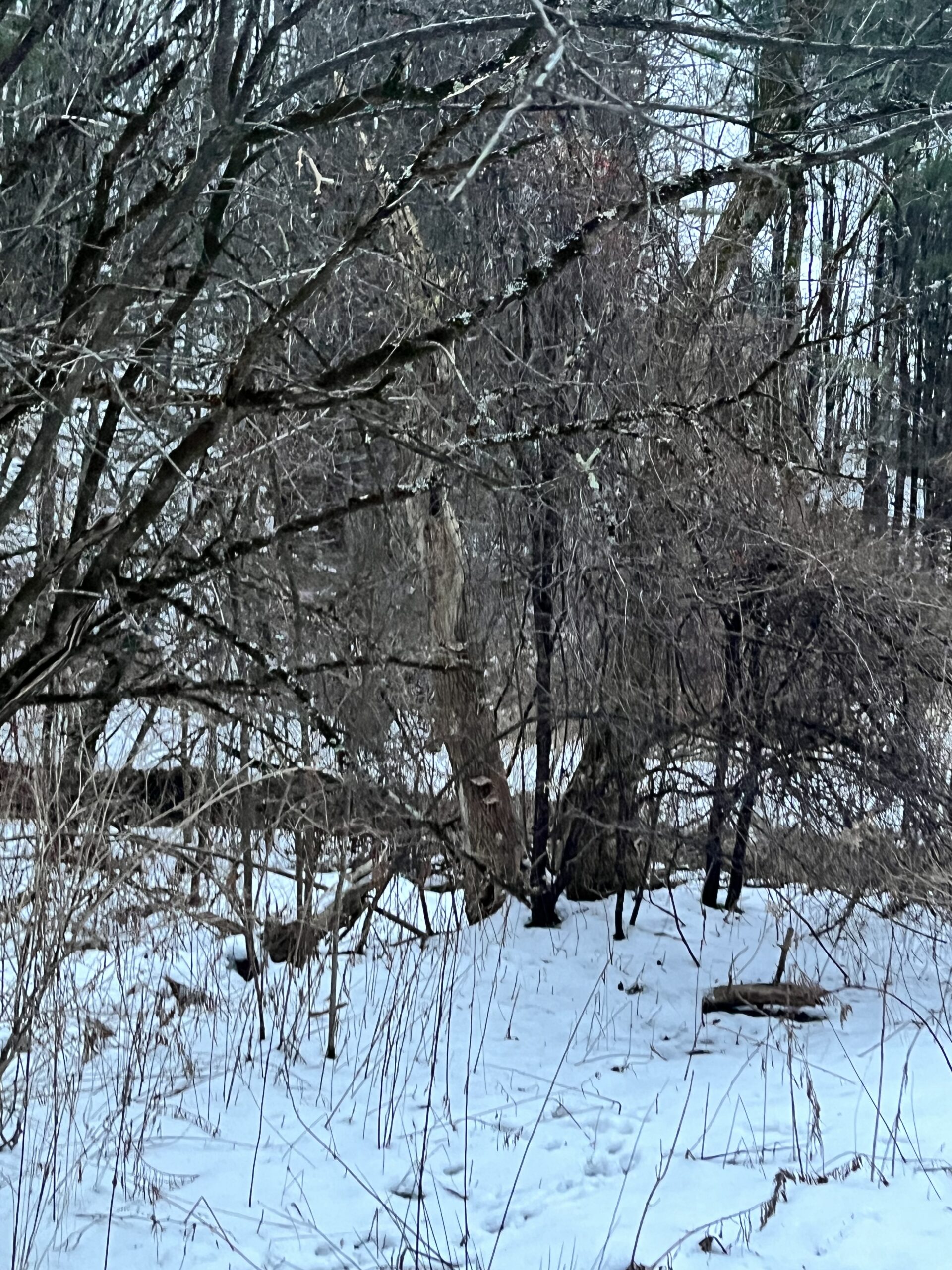 Returning Visit – Ashley Heath’s Centennial Woods Blog
