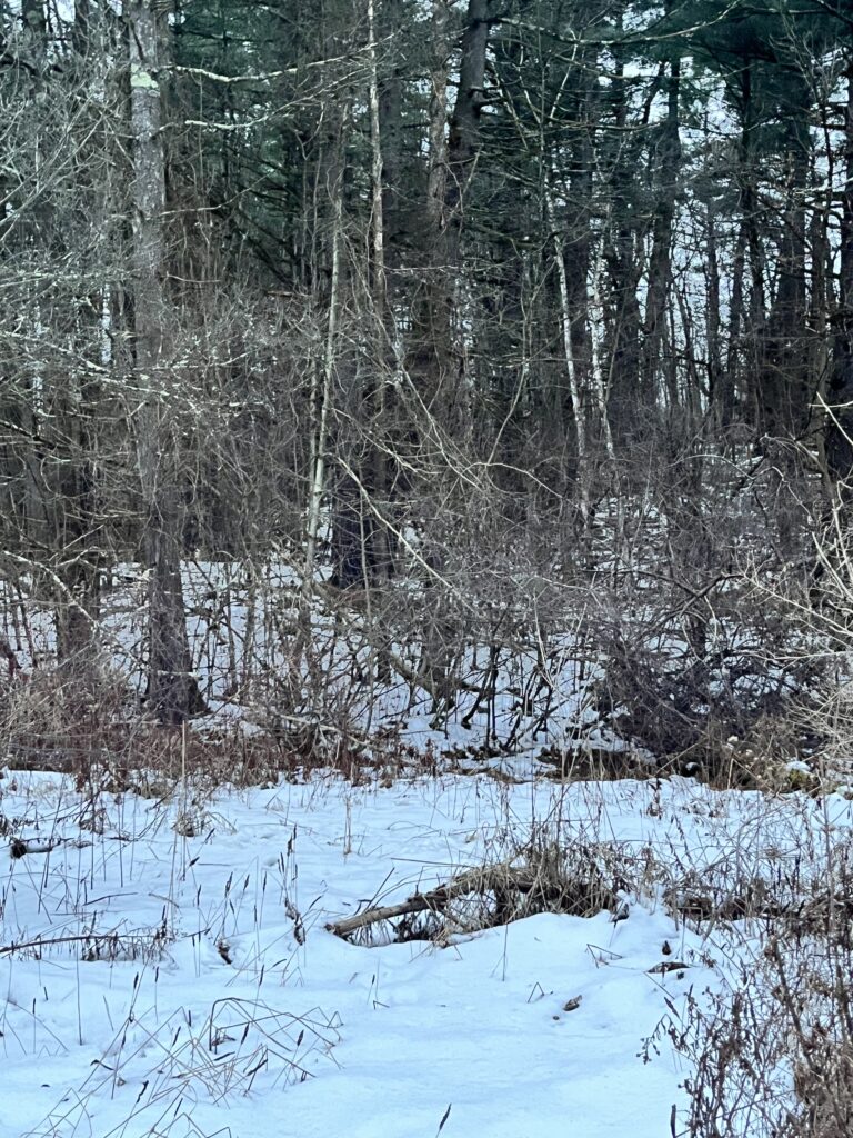 Returning Visit – Ashley Heath’s Centennial Woods Blog