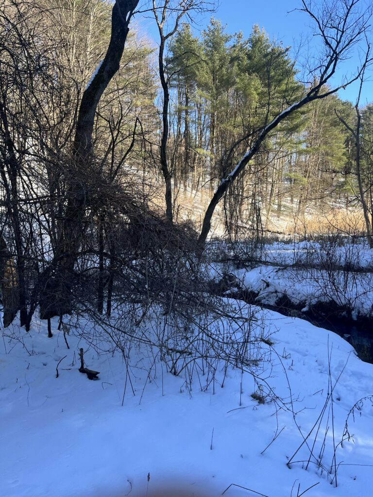 Original Spot – Ashley Heath’s Centennial Woods Blog