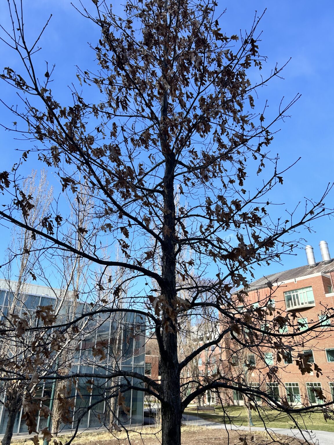 Spring Phenology Walk « Winooski River Phenology Project