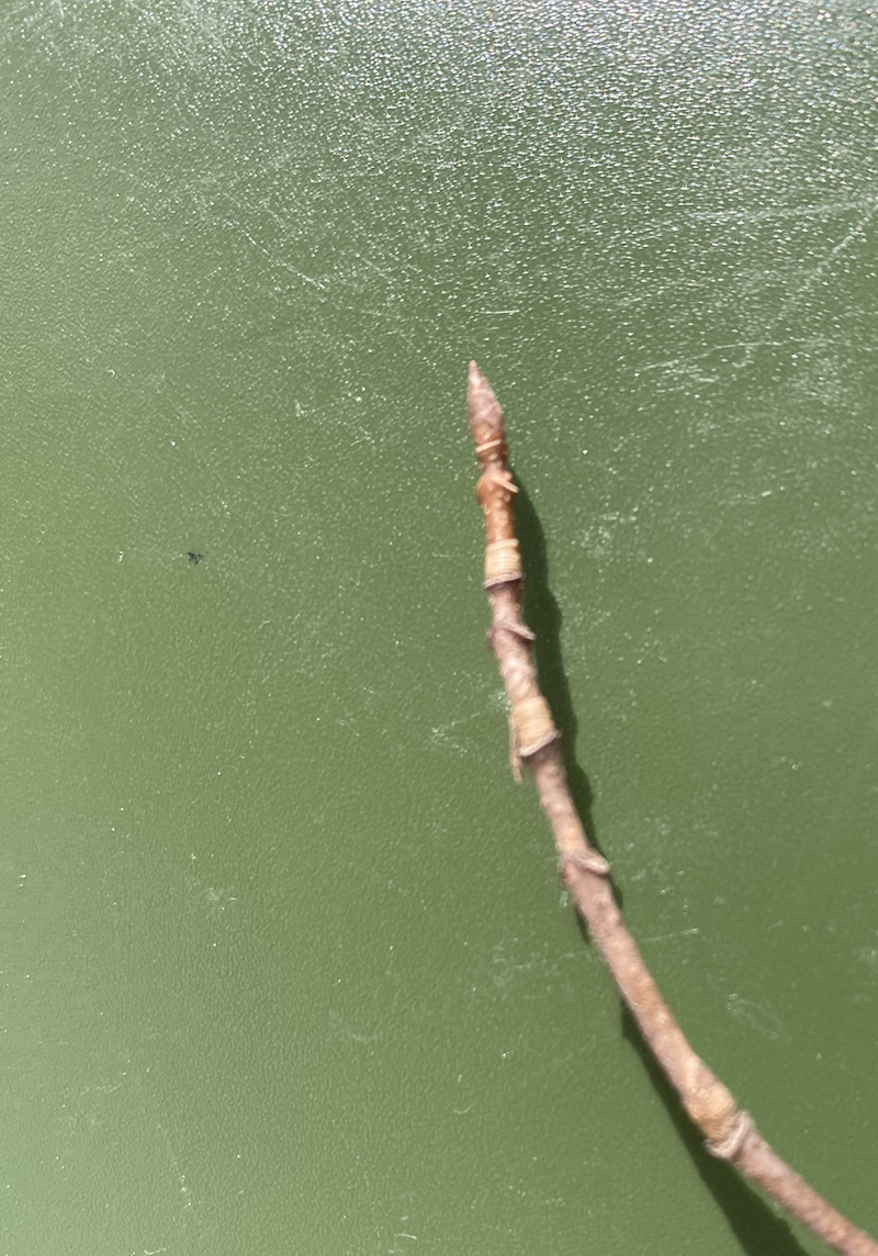 Revisiting the Baby Beech – Centennial Woods- Phenology Blog: Alyssa ...