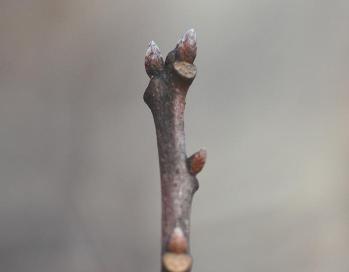 » Tracks and Winter Phenology (2/5/19) : Benjamin Anderson Phenology ...