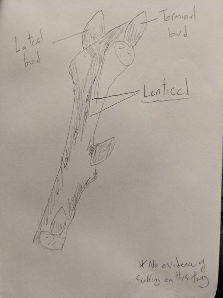 » Tracks and Winter Phenology (2/5/19) : Benjamin Anderson Phenology ...