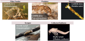 How do beaver activities influence the biotic and abiotic characteristics of stream ecosystems ...