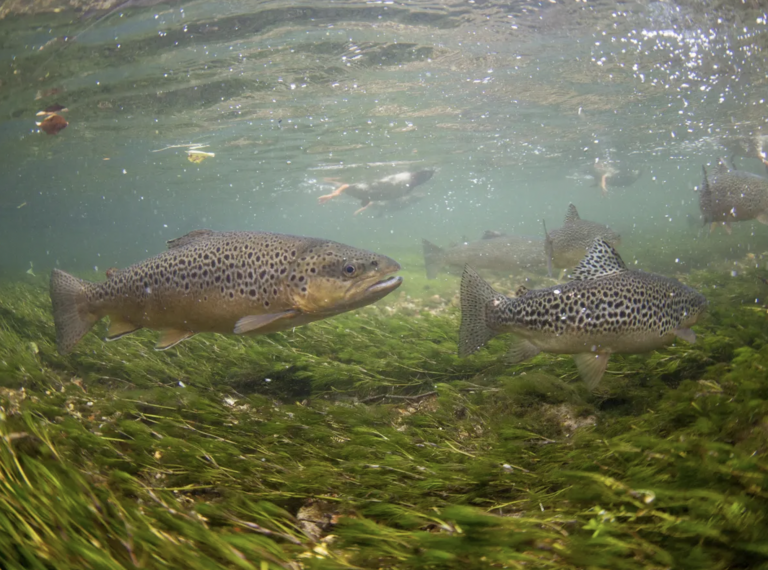 How do beavers affect fish communities in streams? – How do beaver ...