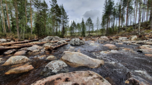 How do beaver activities influence the biotic and abiotic ...