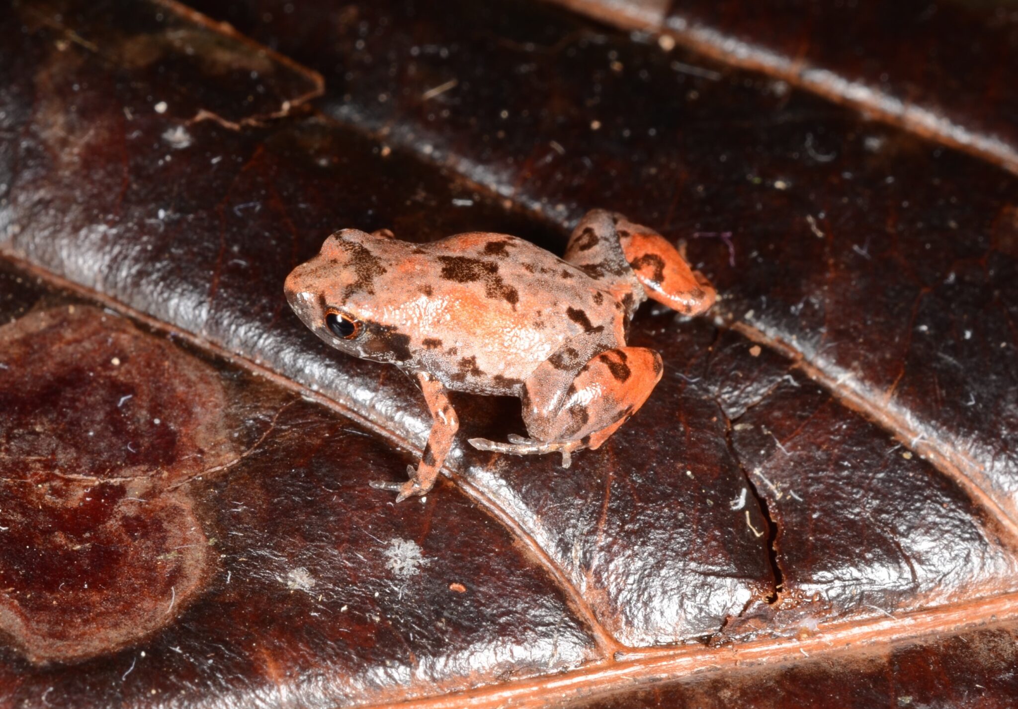 What frog heat tolerance can tell us about climate change | UVM Field ...