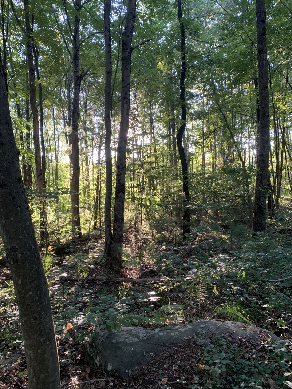 Phenology Project – by Cassie Broberg