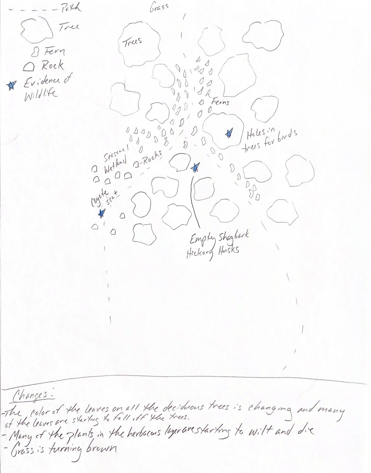 Phenology Project – by Cassie Broberg