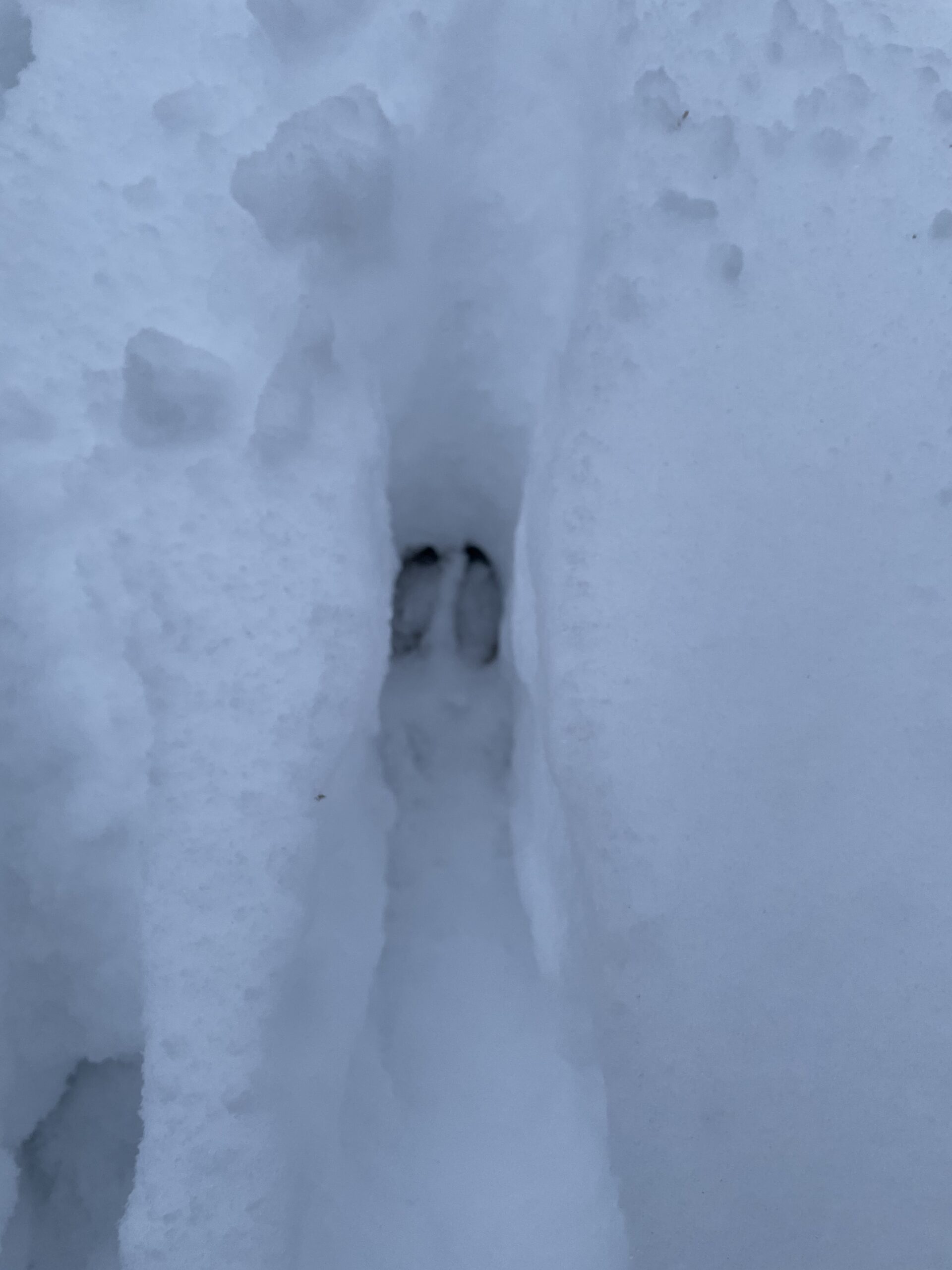 Phenology Project – by Cassie Broberg