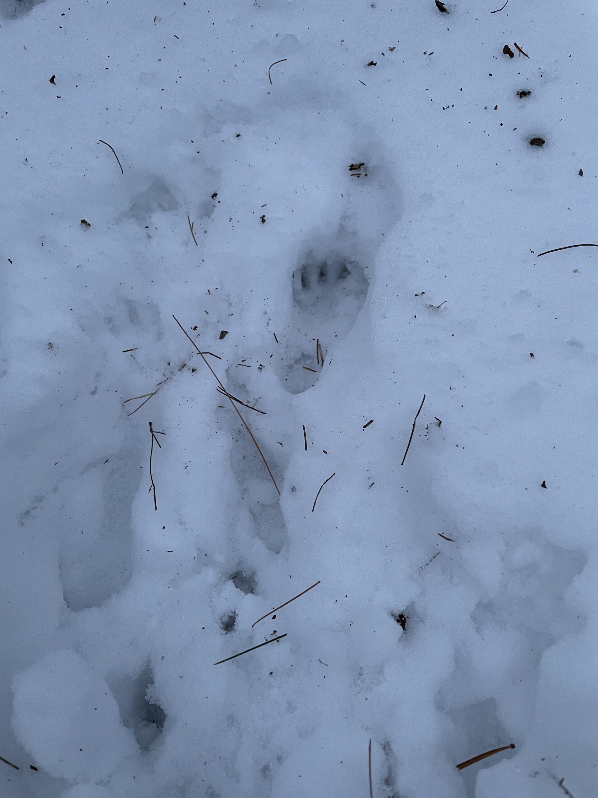 Phenology Project – by Cassie Broberg