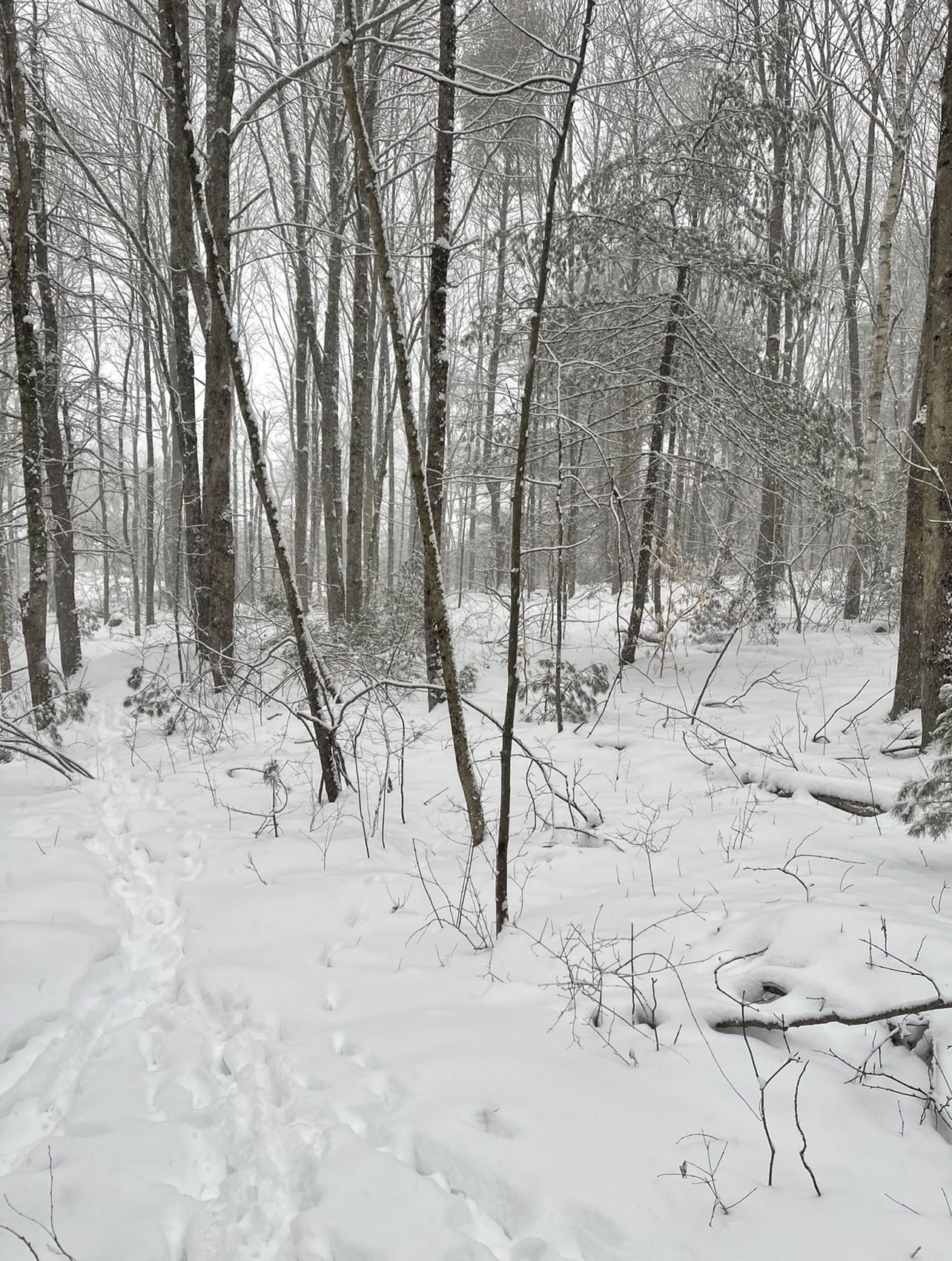 Phenology Project – by Cassie Broberg