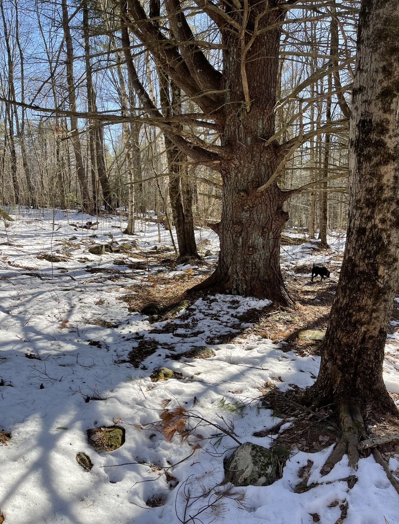 Phenology Project – by Cassie Broberg