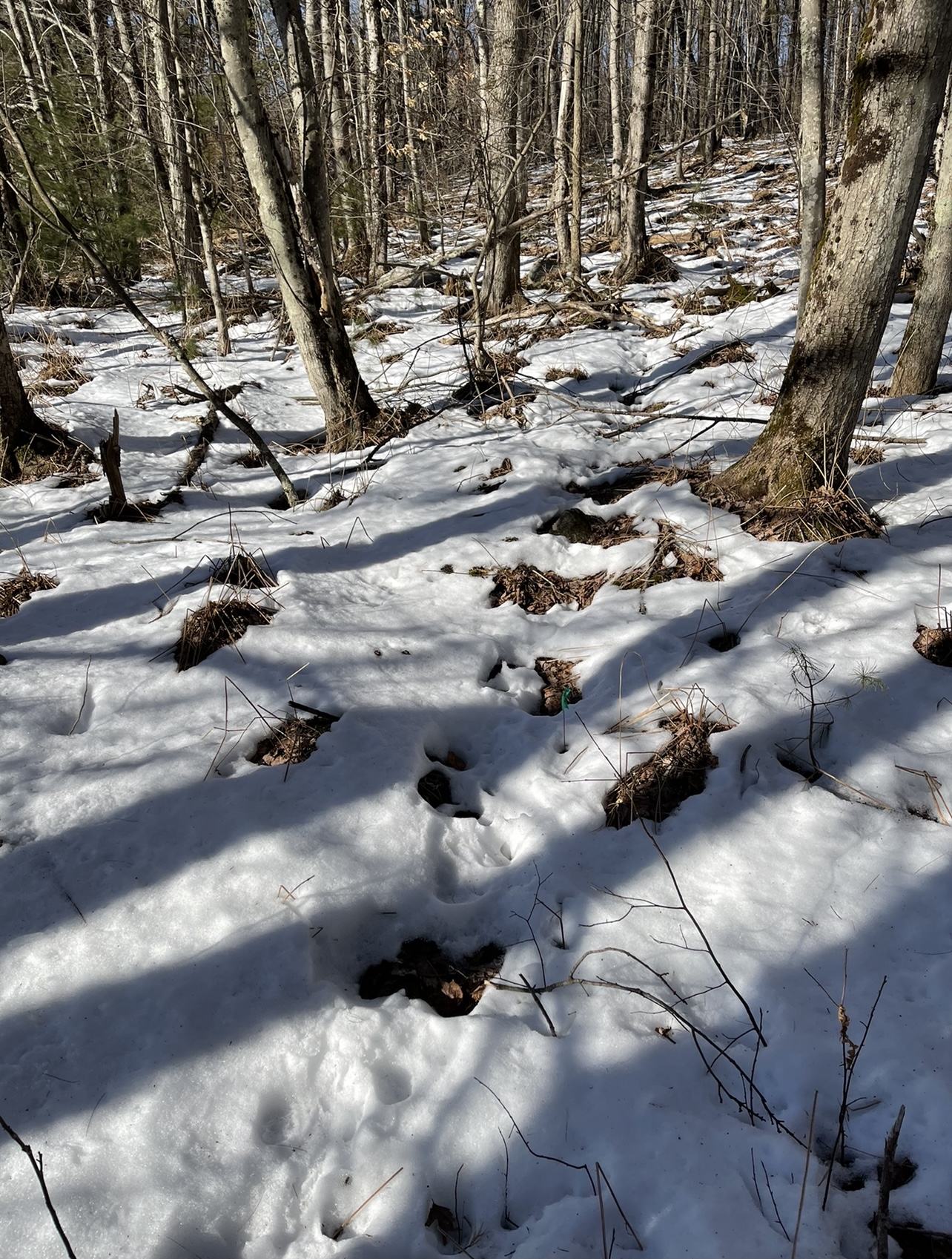 Phenology Project – by Cassie Broberg