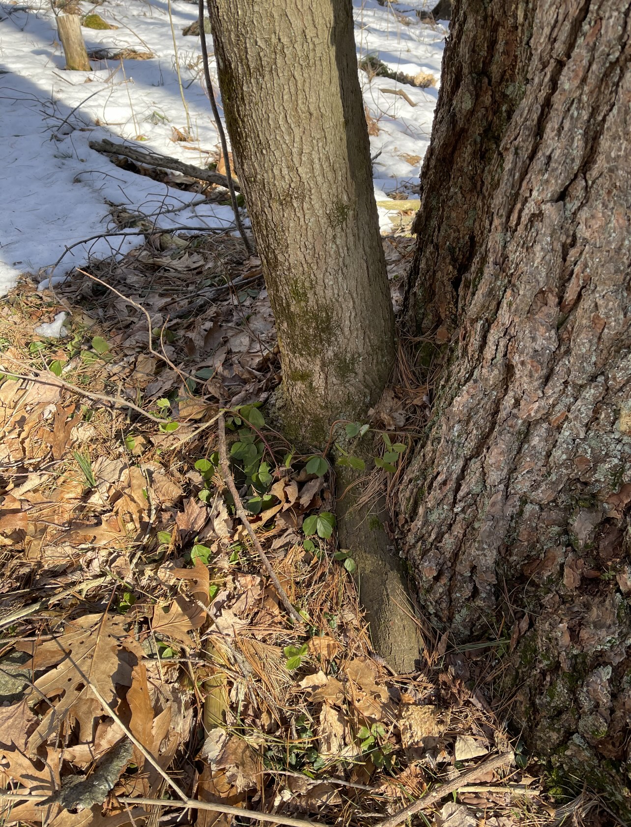 Phenology Project – by Cassie Broberg