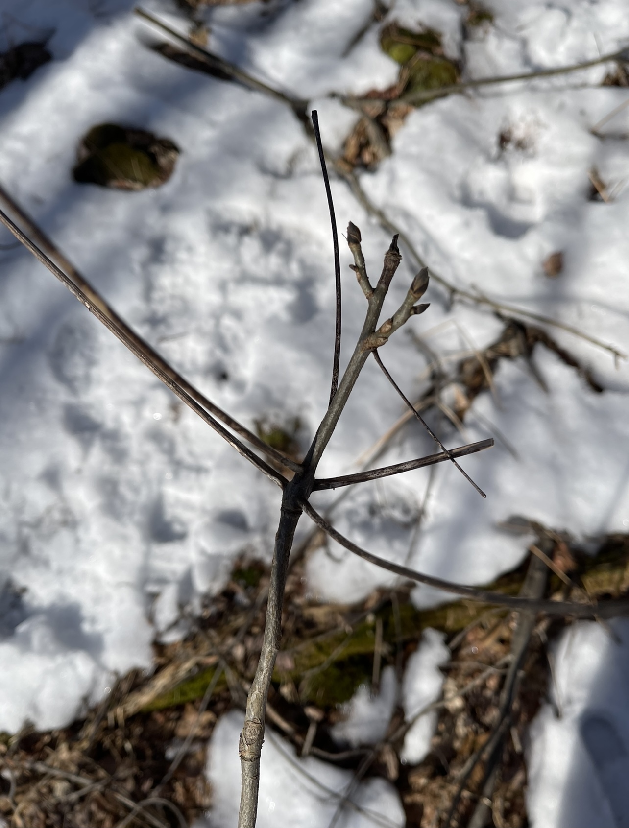 Phenology Project – by Cassie Broberg