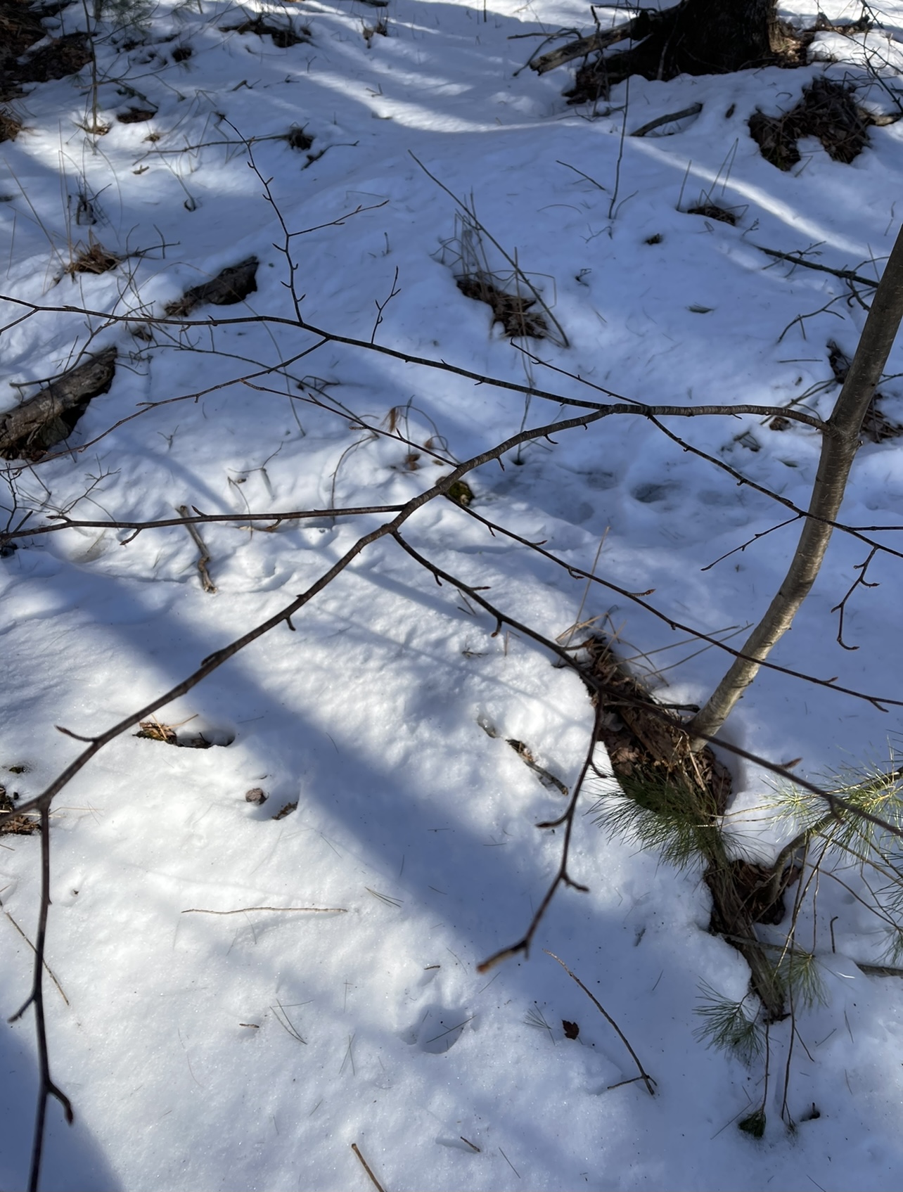 Phenology Project – by Cassie Broberg