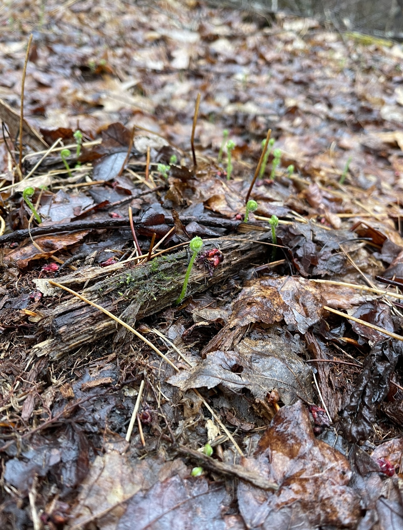 Phenology Project – by Cassie Broberg