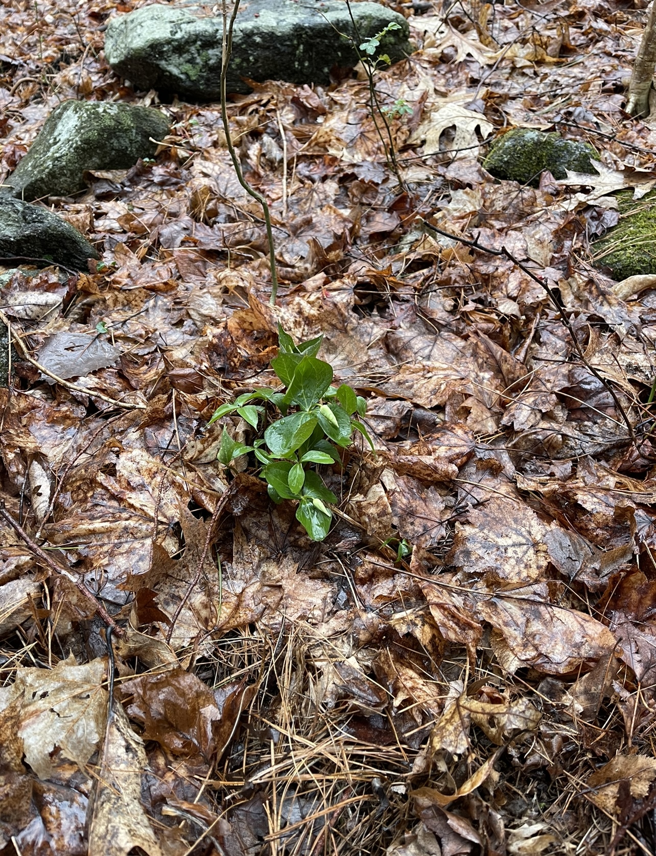 Phenology Project – by Cassie Broberg