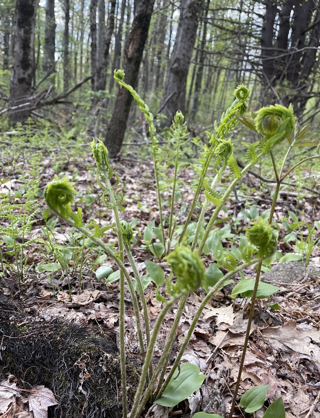Phenology Project – by Cassie Broberg