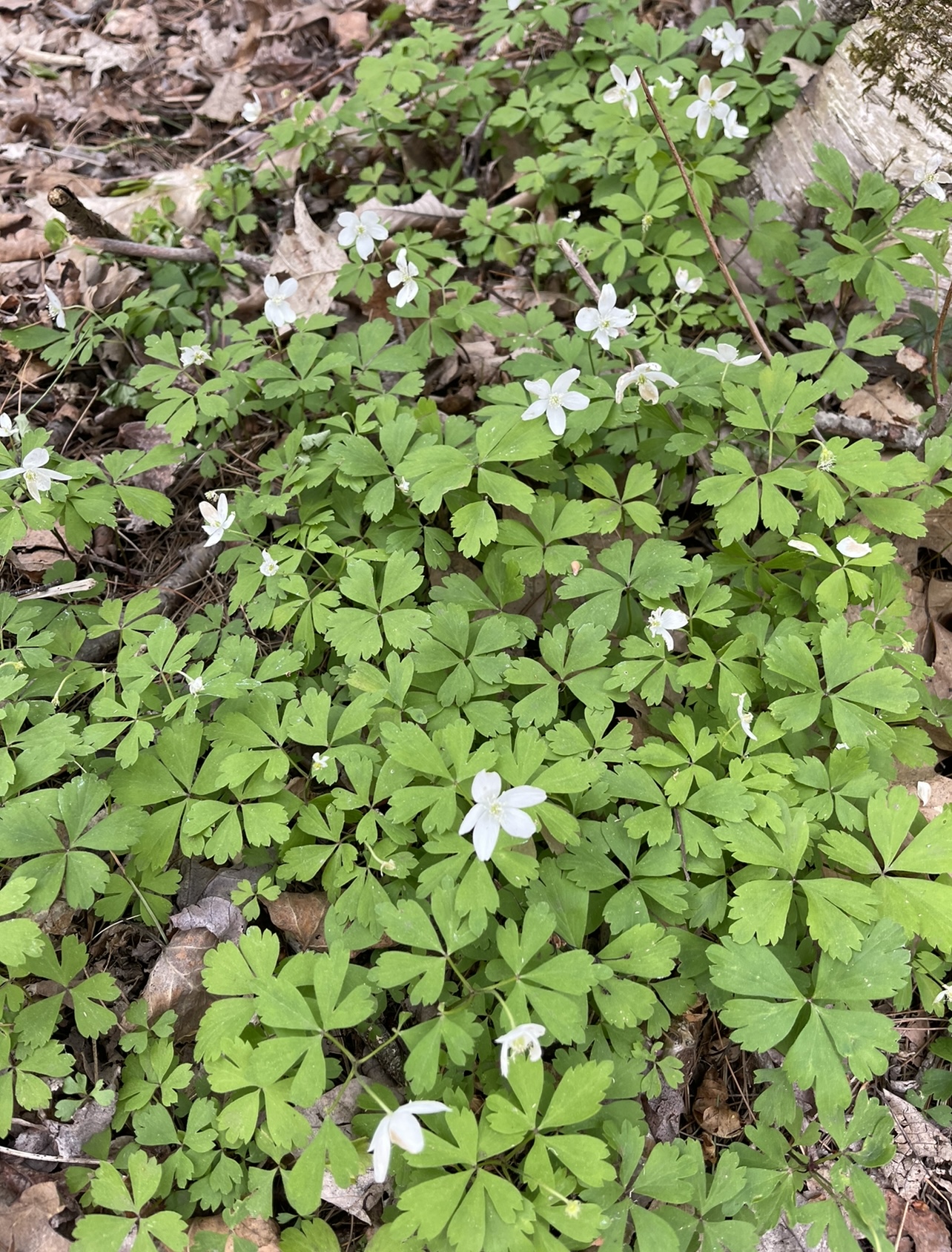 Phenology Project – by Cassie Broberg