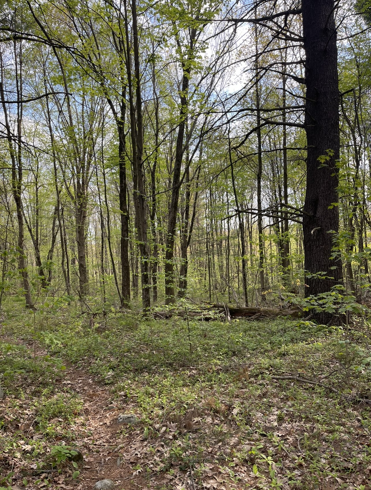 Phenology Project – by Cassie Broberg