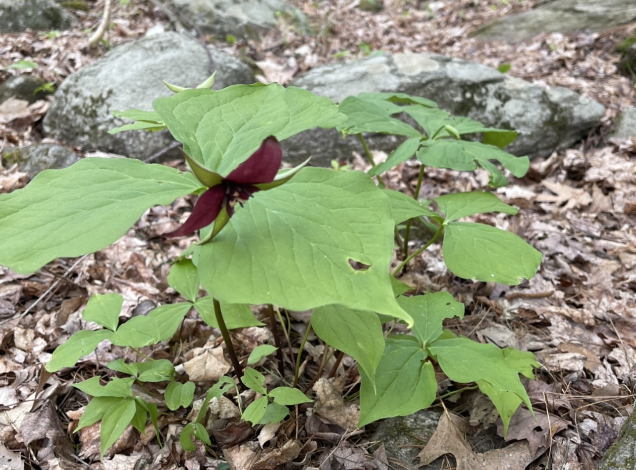 Phenology Project – by Cassie Broberg