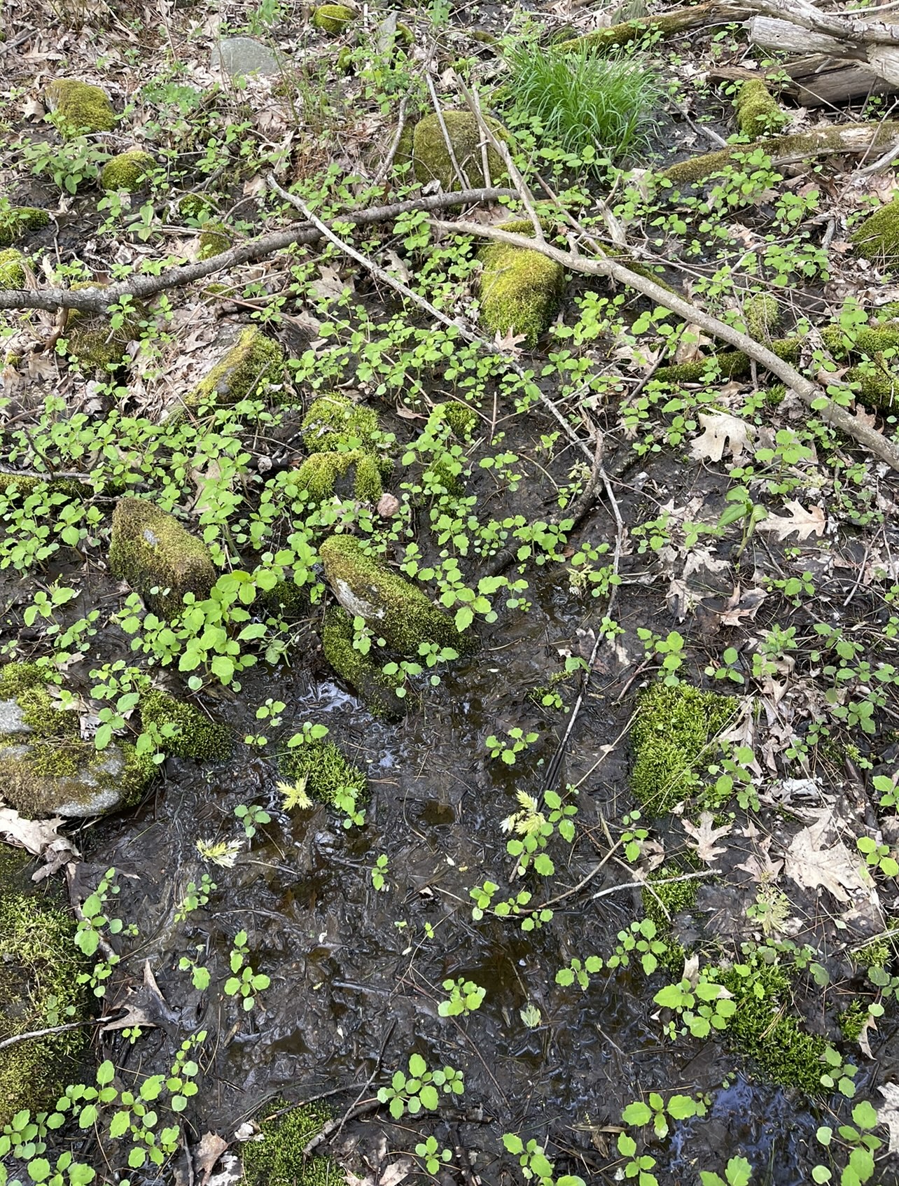 Phenology Project – by Cassie Broberg