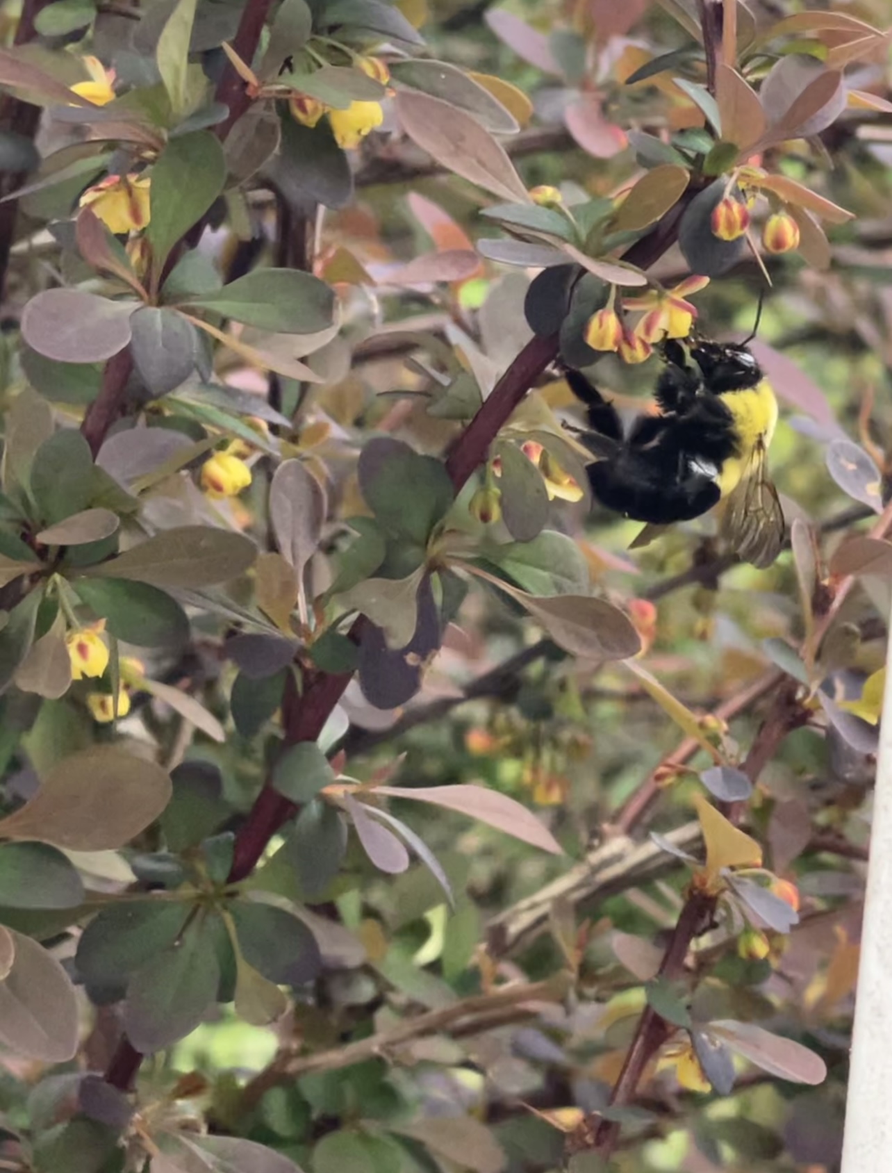 Phenology Project – by Cassie Broberg