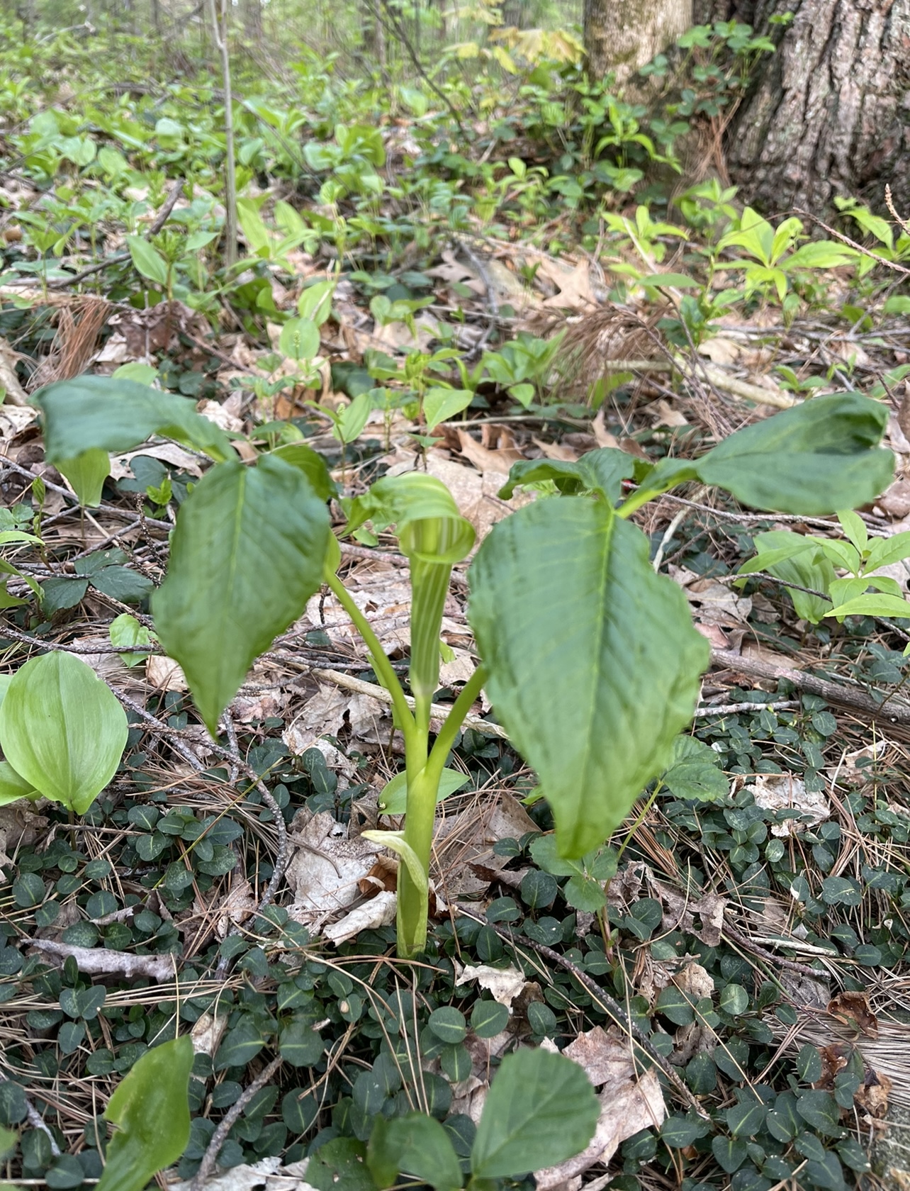 Phenology Project – by Cassie Broberg